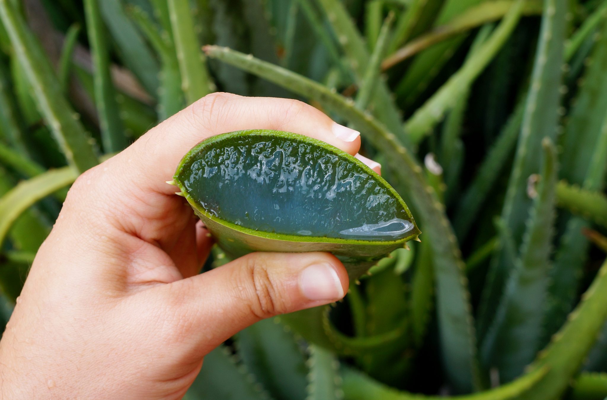 La plante aloe vera